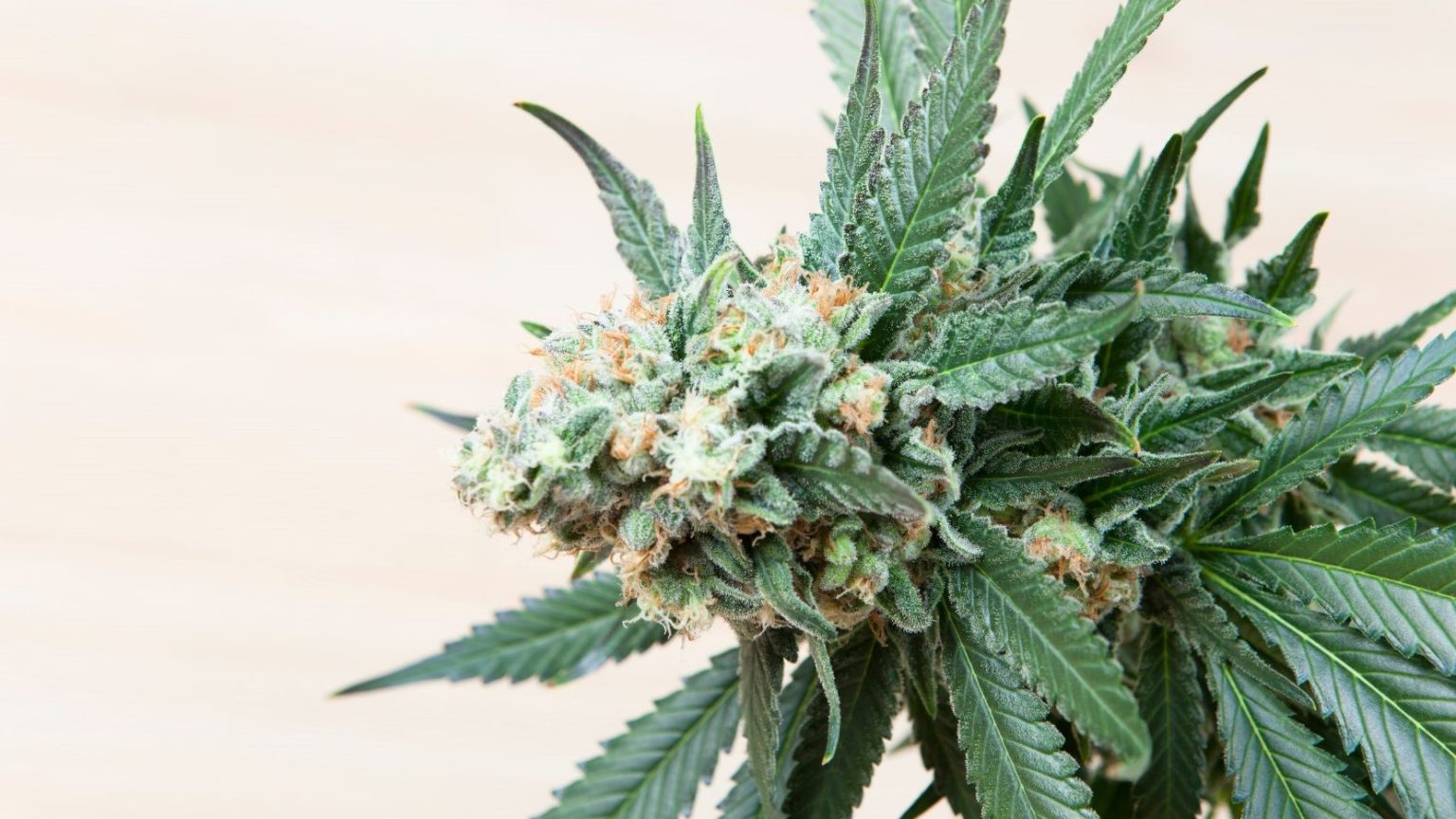 New hemp license reforms to boost farmer access and economic growth in ...