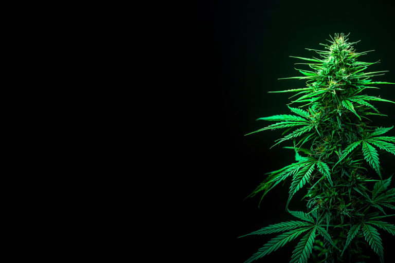 New USDA report shows value of hemp produced in U.S. is up 64% ...